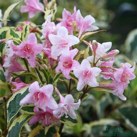 Вейгела нана вариегата фото и описание кустарника