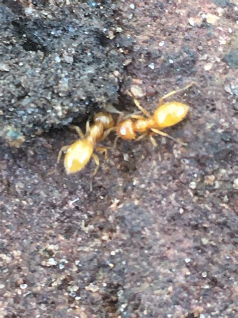 Lasius Lasius Picture Insect