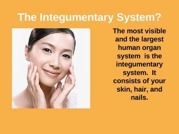 Integumentary System Power Point Presentation Skin Hair And Nails