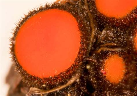 Scutellinia Alchetron The Free Social Encyclopedia