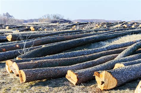 쓰러진 나무들이 땅에 놓여 있습니다 큰 통나무 가지에서 벗겨트렁크 숲 청소 화창한 날 거친에 대한 스톡 사진 및 기타 이미지 Istock