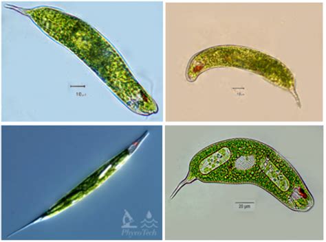 Biology 2 Lab Midterm Flashcards Quizlet