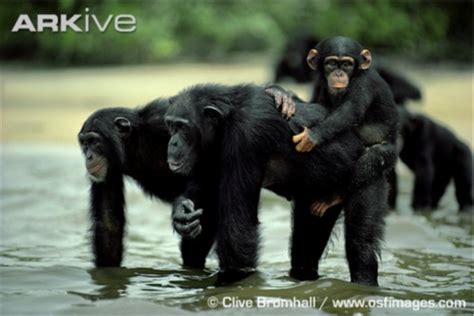 Braes AH Biology Unit Sex And Behaviour Flashcards Quizlet