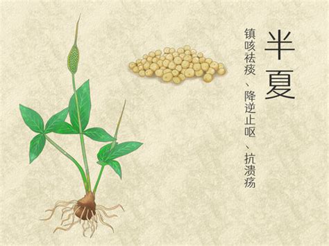 半夏手绘图片素材 半夏手绘设计素材 半夏手绘摄影作品 半夏手绘源文件下载 半夏手绘图片素材下载 半夏手绘背景素材 半夏手绘模板下载 搜索中心