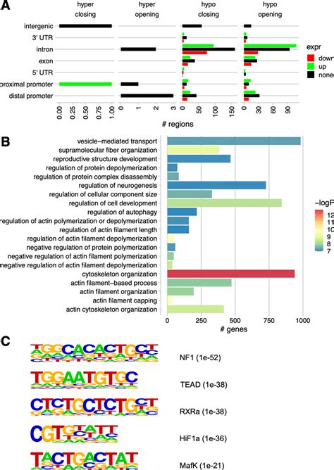 Direct Comparison Of Differential Methylation And Chromatin