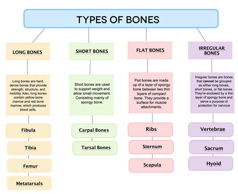 The Skeletal System Behind The Scenes Of Our Bodies Human Antatomy