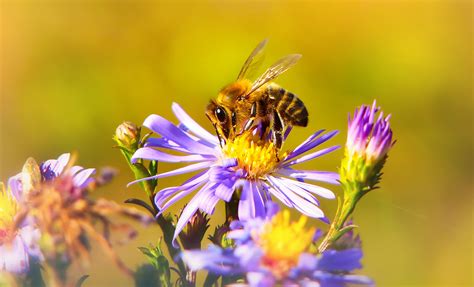 Bee Friendly Flowers For Your Garden Ethical Blog From