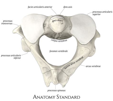 Vertebrae Anatomy Axis Vertebra