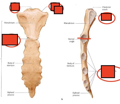 Sternum Diagram Quizlet