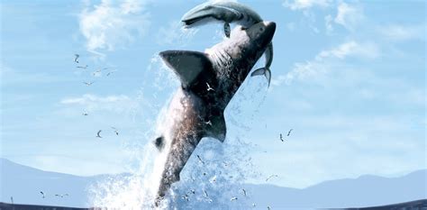 Friday Essay Giant Shark Megalodon Was The Most Powerful Superpredator Ever Why Did It Go Extinct