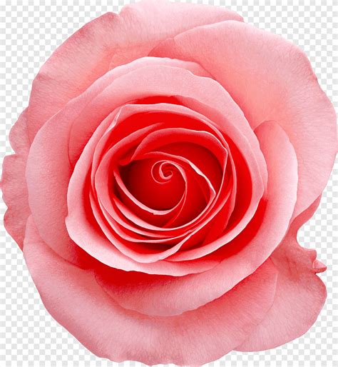 Rosa Rosa Blanco Stock Fotografía Rosa Rosa Blanco Floribunda Png Pngegg