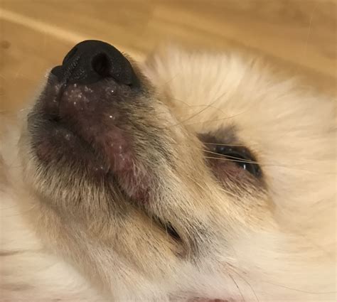 Canine Juvenile Cellulitis Vets On The Balkans An Online Journal