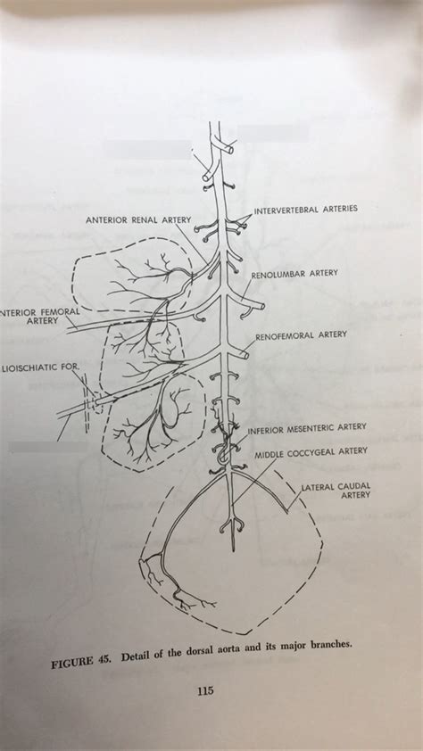 Lab Practical 2 Diagram Quizlet