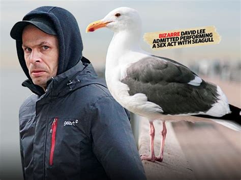 Man Who Performed A Sex Act On A Captured Seagull To Be Sentenced