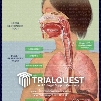 Diagram Of Trachea And Esophagus