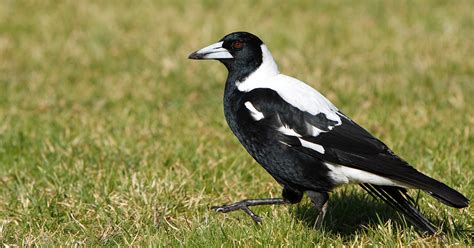 City Of Swan Wildlife Awareness Spring Means Native Facebook