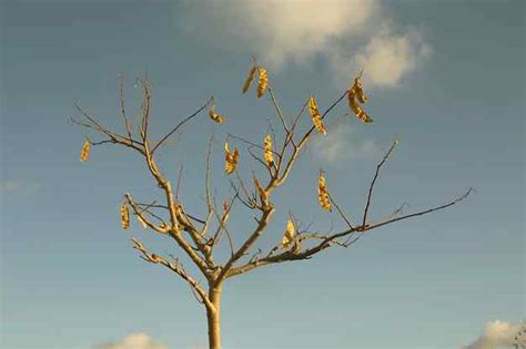The Carbon Release From Tree Decomposition Sopriza