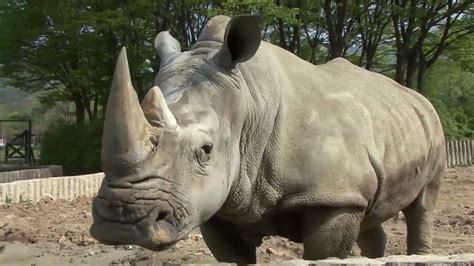 쥬니어네이버 사파리 코뿔소 Youtube