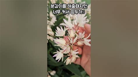 긴기아난 미스터허브 식물공방 Youtube