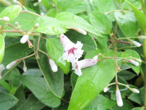 ヘクソカズラ屁糞葛 山野草植物めぐり