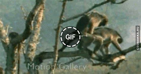 Mikor Szex K Zben Megzavarnak D