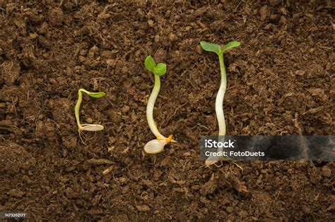 신선한 짙은 갈색 토양 배경에 씨앗이 있는 세 개의 녹색 호박 새싹 근접 촬영 하향식 보기 식물 개발 0명에 대한 스톡 사진 및