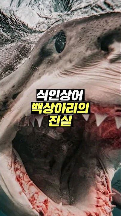 식인상어 백상아리의 진실 Youtube