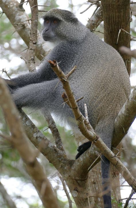 Foraging Behaviors Predation Risk And The Landscape Of Fear Siam