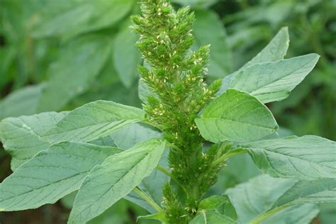 Amaranthus Retroflexus