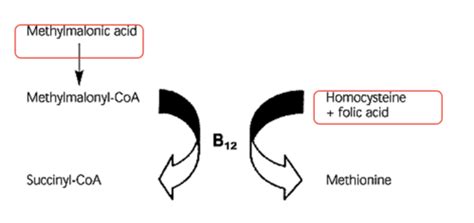 Heme Onc Macrocytic Anemia Flashcards Quizlet