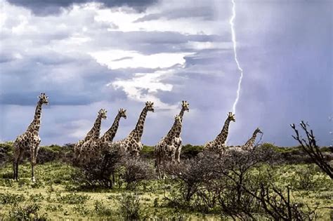 Giraffes Are 30 Times More Likely To Get Hit By Lightning Than People