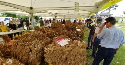 어느 육쪽마늘이 좋으려나