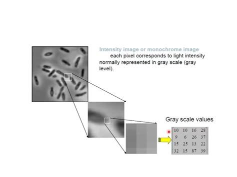 Sampling And Quantization In Digitization Ppt