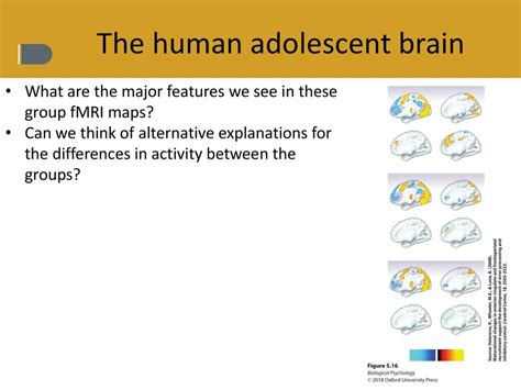 Chapter 5 Evolving Brains Neural Development Neuroplasticity And Recovery Of Function Ppt