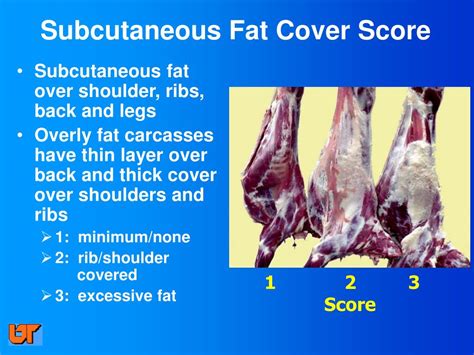 Ppt Meat Goat Carcass Merit Powerpoint Presentation Free Download Id 3541435