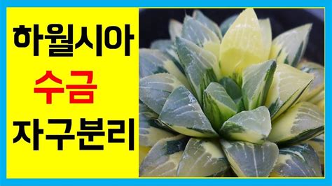 다육식물 하월시아 레투샤수금 자구분리하기 Haworthia Succulent Fleshy Plant 多肉植物 다육식물 하월시아 Youtube