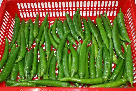 청양고추 간장장아찌 담그는 법