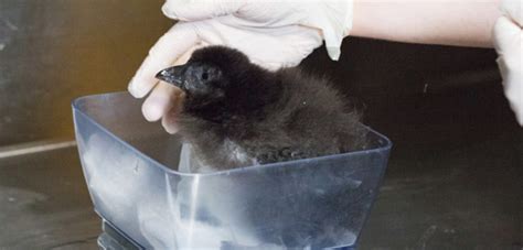 The National Aquarium Is Now Home To Three Puffy Puffin Chicks
