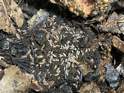 Trichoniscus Sp “dwarf Purple” Us Invertebrate Llc