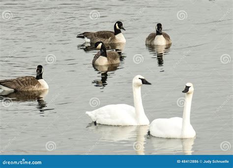 Geese And Swans Stock Photo Image Of Pond Swans Frozen