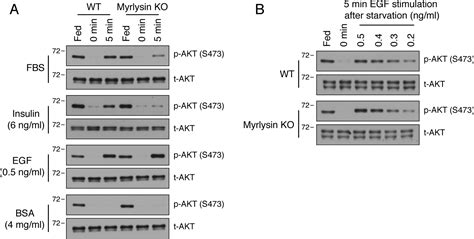 Lysosome Positioning Influences Mtorc2 And Akt Signaling Pmc