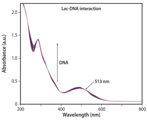 Uv Vis Spectrophotometric Observations Upon Adding Portions Of Ct Dna