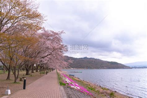 三川口樱桃花节高清图片下载 正版图片505865271 摄图网