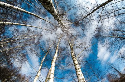 Free Images Tree Nature Forest Branch Snow Winter Sunlight