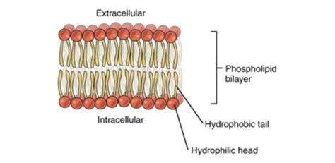 Lecture 3 Biol 250 Flashcards Quizlet