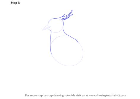 How To Draw A Lapwing Birds Step By Step