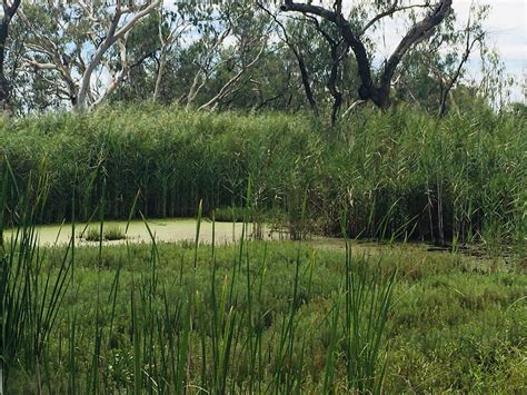 Wayilwan Ngiyambaa Gallery Warraan Widji Arts