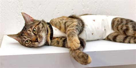 Do Cats Enjoy Sex And Mating