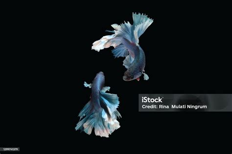 파란색 장미 꼬리 하프 문 유형의 사진 콜라주 는 검은 색 배경에 고립 된 시암 싸우는 물고기를 화려하게 합니다 물고기에 대한 스톡 사진 및 기타 이미지 Istock