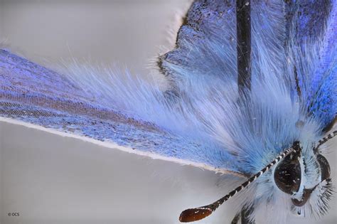 Here Are Some Macros I Took Hope You Enjoy Them Oc Rentomology